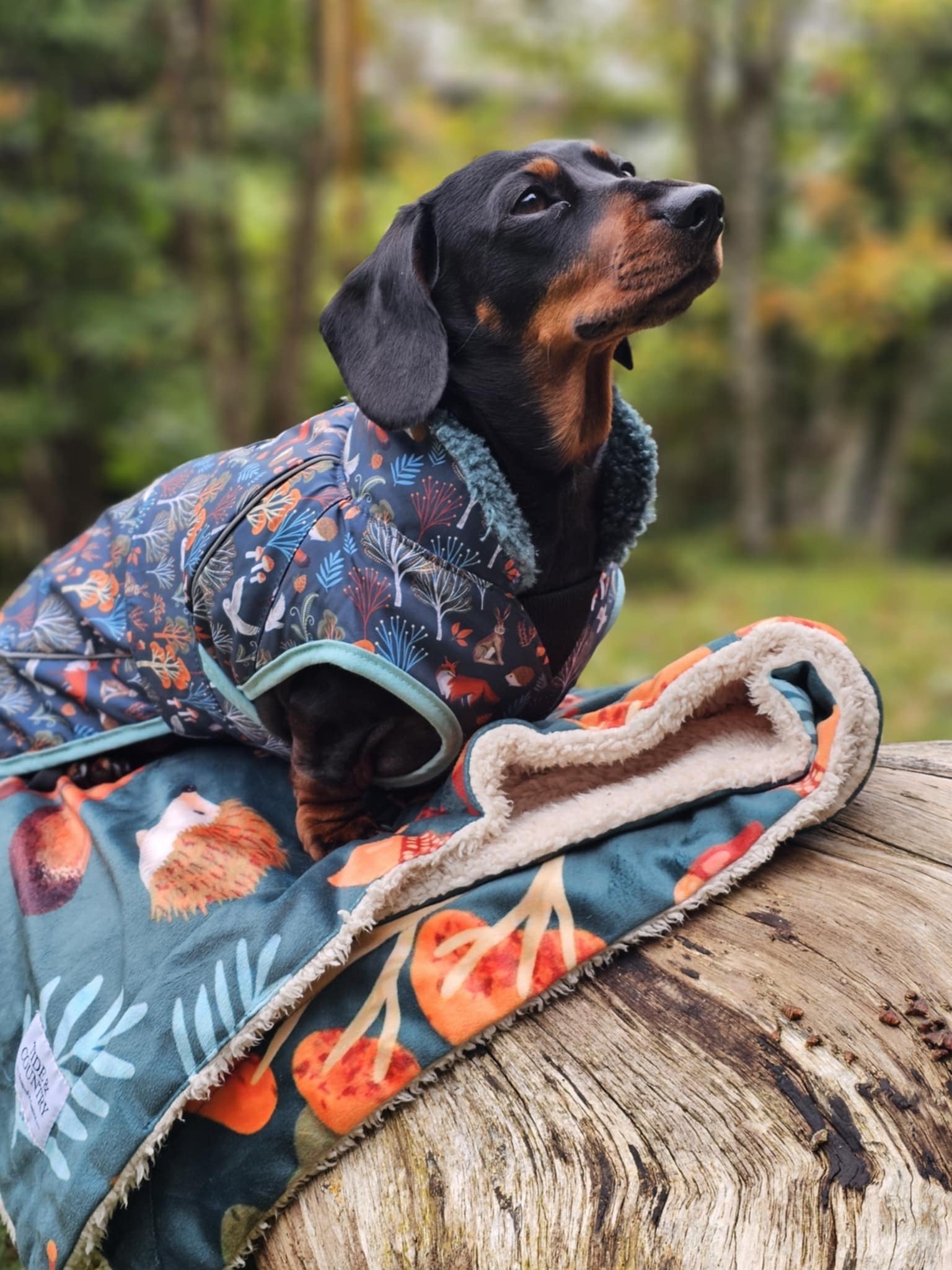 Forest & Fern Woodland Walk Dog Accessories & Tide & Country