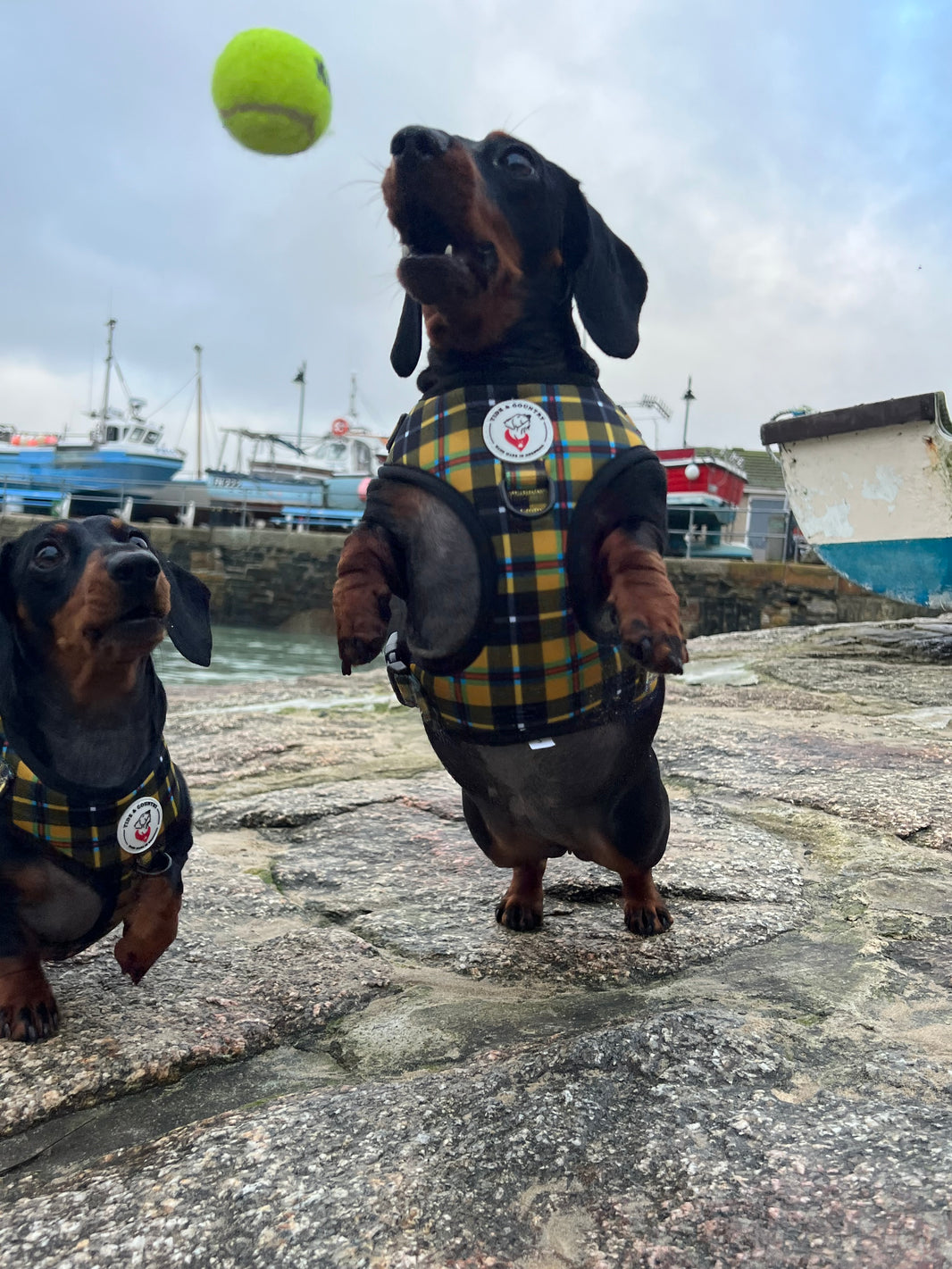 Cornish Tartan Dog Accessories from Cornwall & Tide & Country
